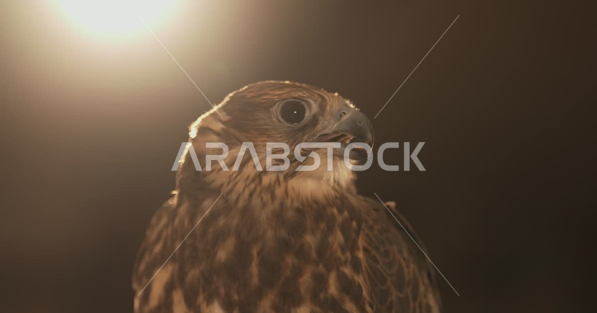 Caring for birds of prey and taking care of taming them, a close-up of ...
