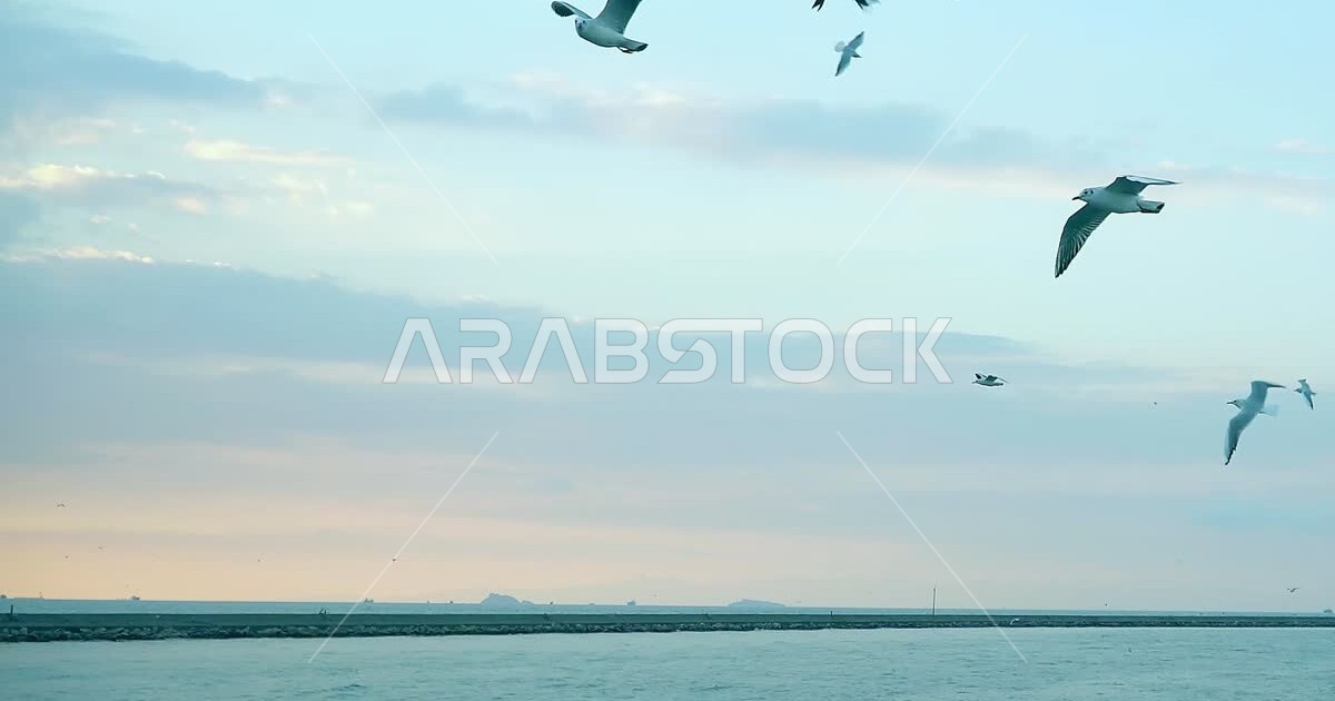 Natural reserves for animals and birds in the Kingdom of Saudi Arabia ...