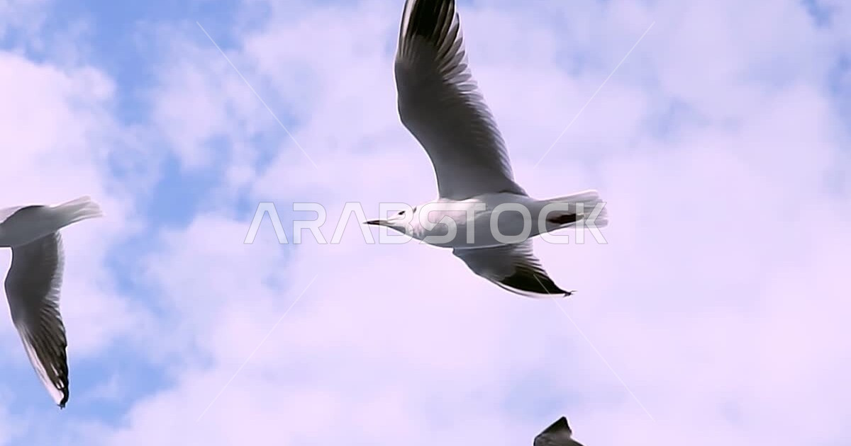 Migratory birds in the Kingdom of Saudi Arabia, close-up photography of ...