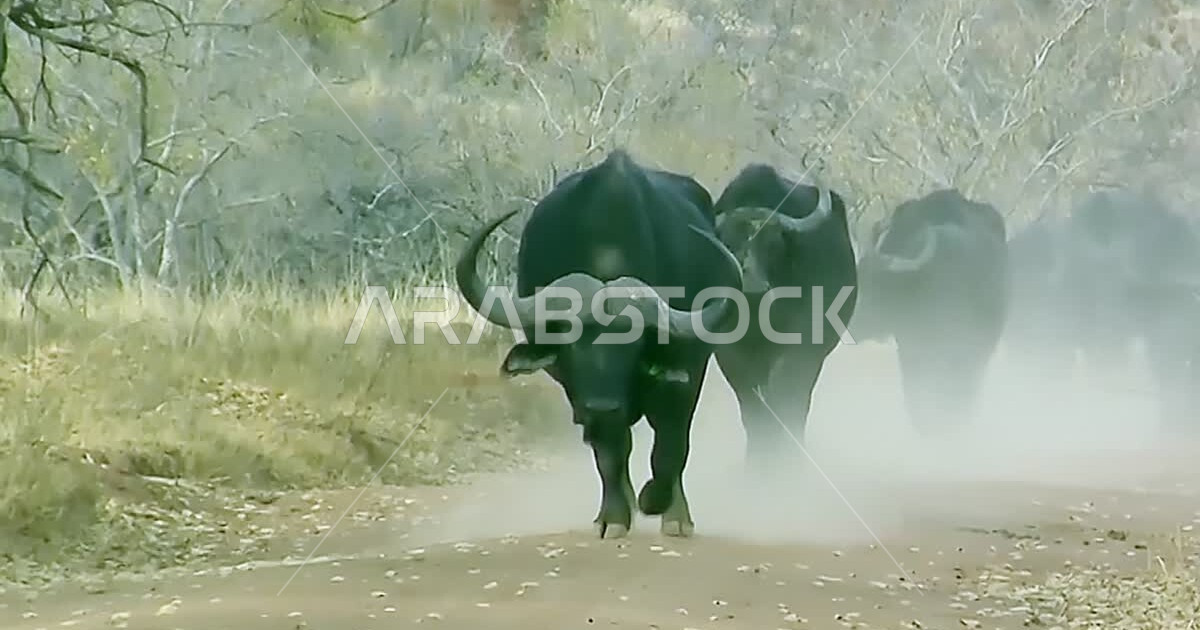 Black buffaloes running on dusty grasslands, feral cows in nature ...