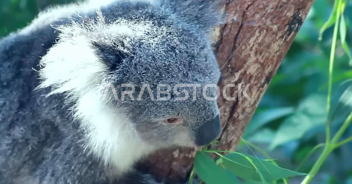 Marsupial bear animals, close-up depiction of a gray koala bear hanging ...