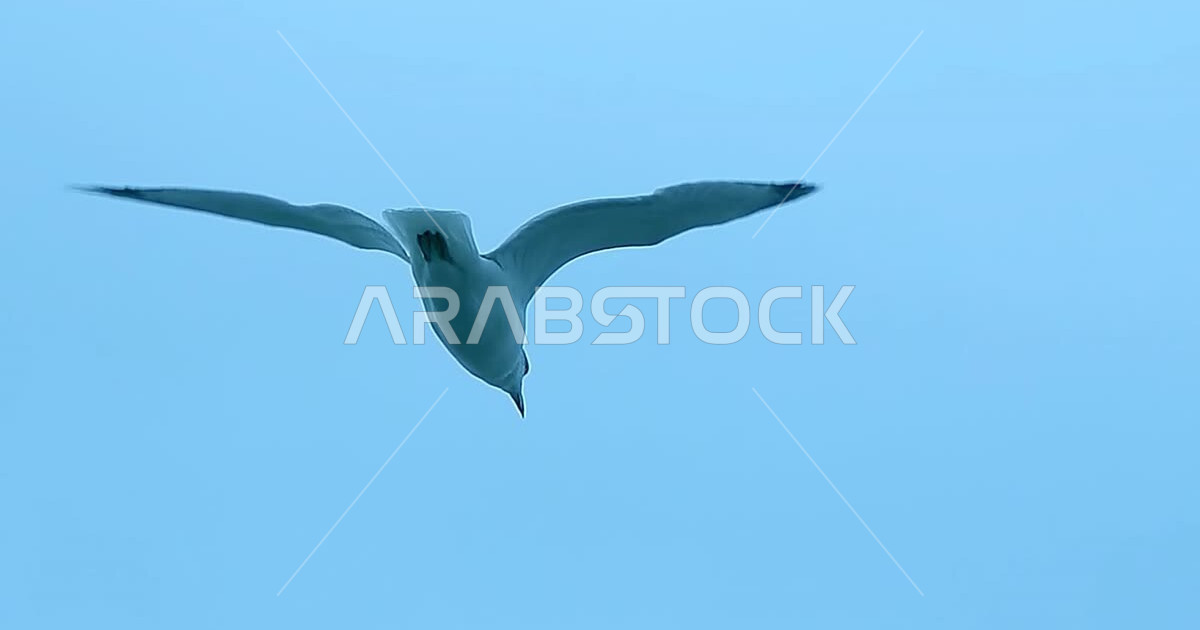 Nature in the Kingdom of Saudi Arabia, close-up photography of a ...