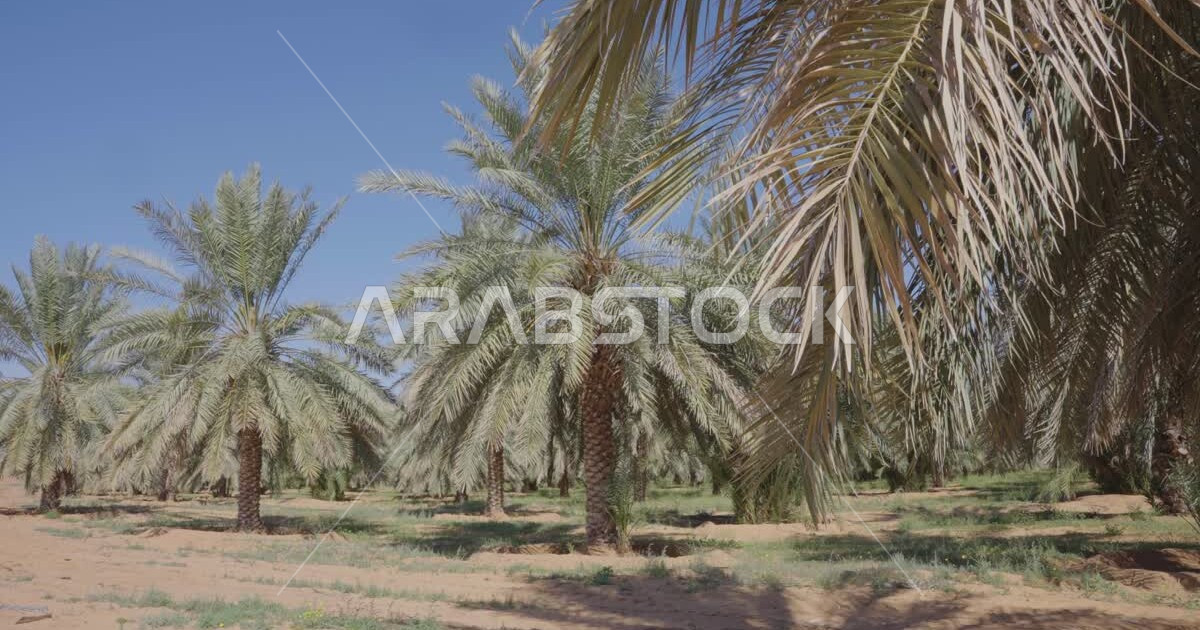 The natural environment for green products and plants in the Kingdom of ...