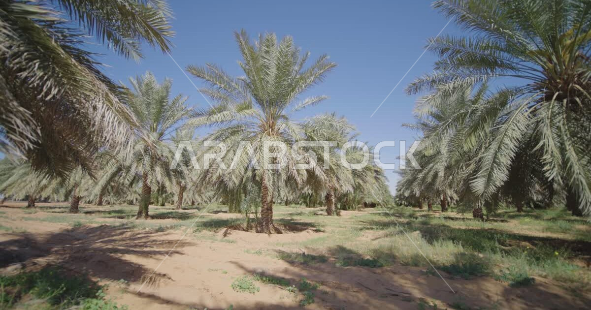 Places and areas of Saudi agriculture and harvesting, fruitful palm ...