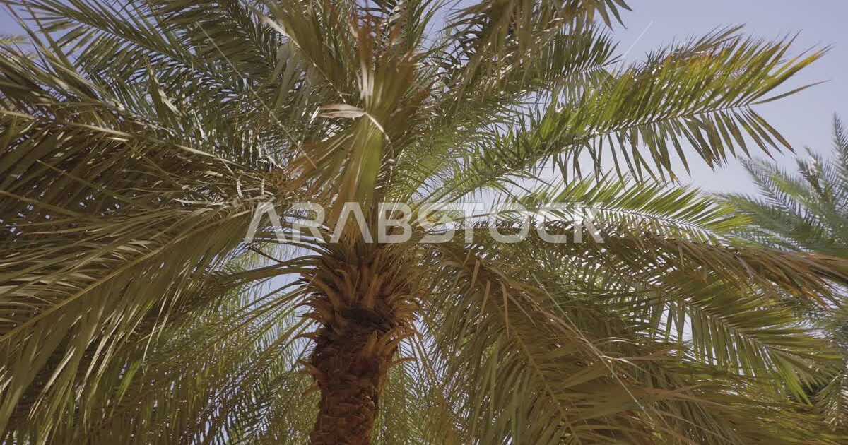 Trees and green plants in agricultural fields and orchards in broad ...