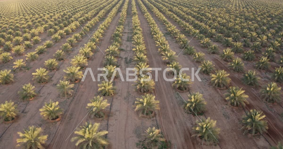 Paying attention to afforestation and green plants in the Kingdom’s ...