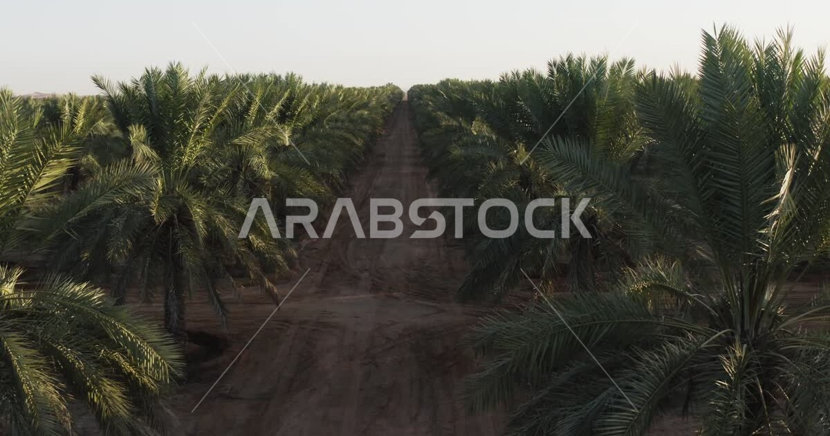 Saudi date farms during the day, a walking route in the middle of a ...