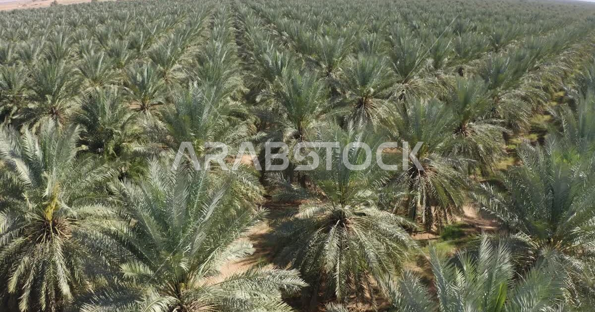 Places and farms for producing dates and dates during the day, the date ...