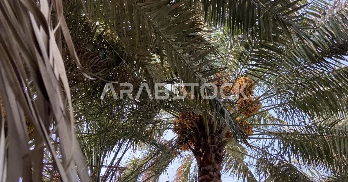Local and national agricultural products and crops in the city of Al ...