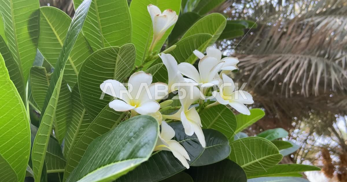 Natural reserves for growing trees and green plants, planting natural ...