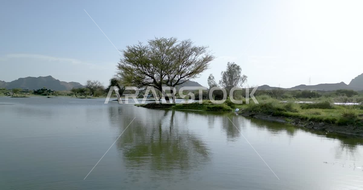 Natural landscapes in Saudi Arabia, trees and green plants surrounding ...