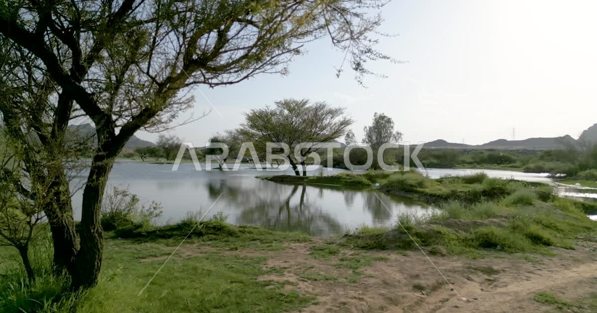 Natural landscapes in Saudi Arabia, trees and green plants surrounding ...