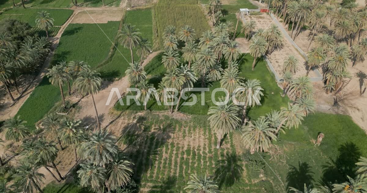 Interest in afforestation and planting date trees in Najran, green ...
