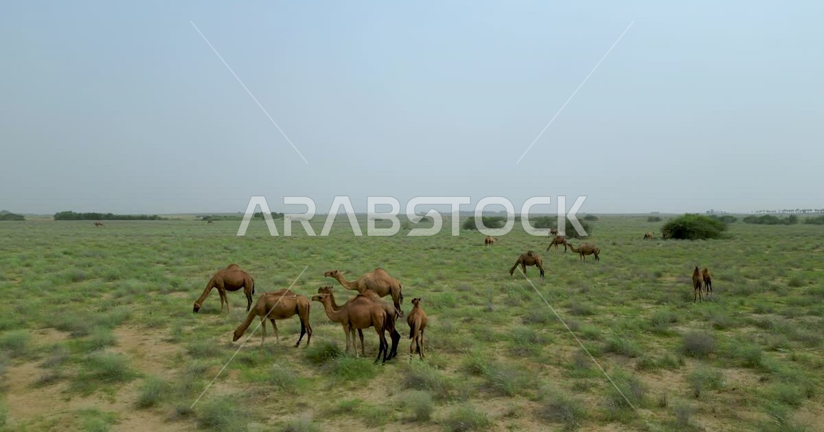Livestock raising in nature reserves in the Kingdom of Saudi Arabia ...
