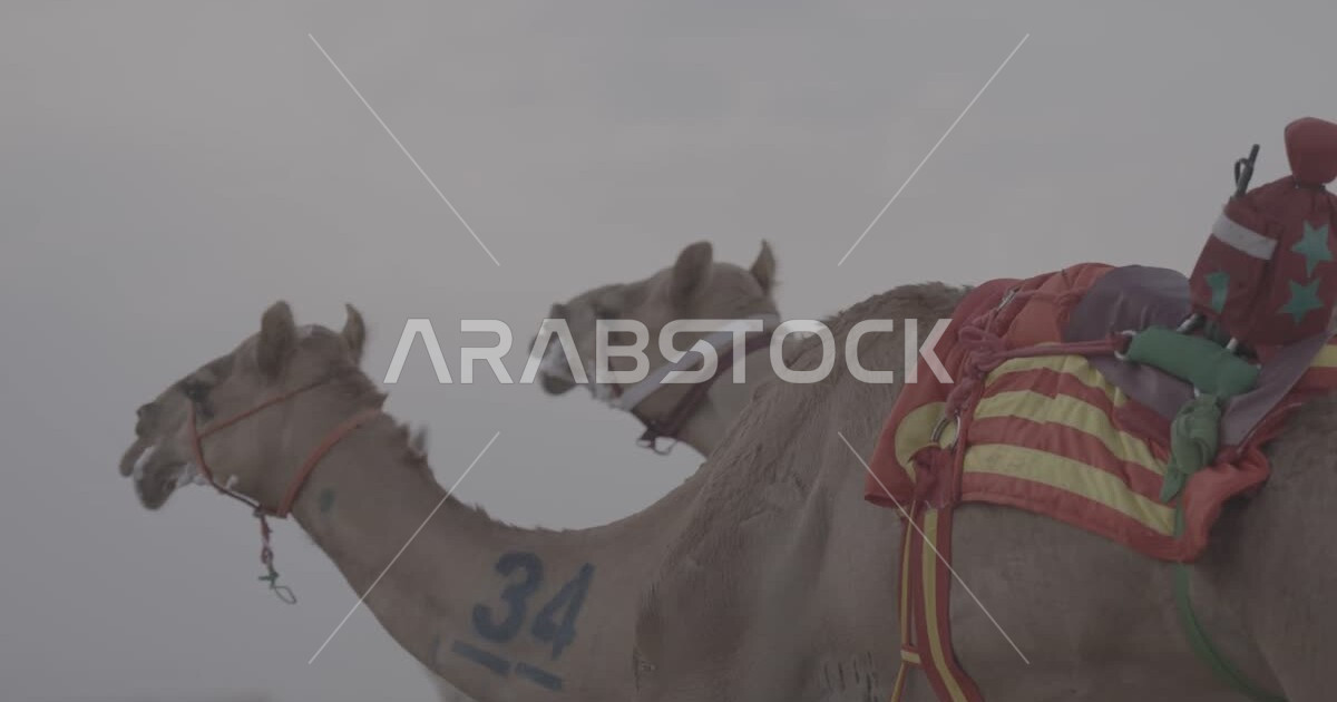 UAE Camel Federation, competition and challenge in purebred Arabian ...