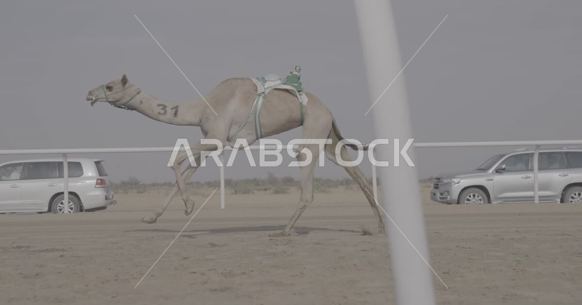 Following the movements of camels during the race via cars, the United ...