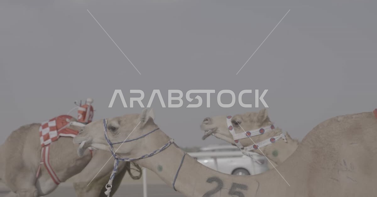 Following the movements of camels during the race via cars, the United ...