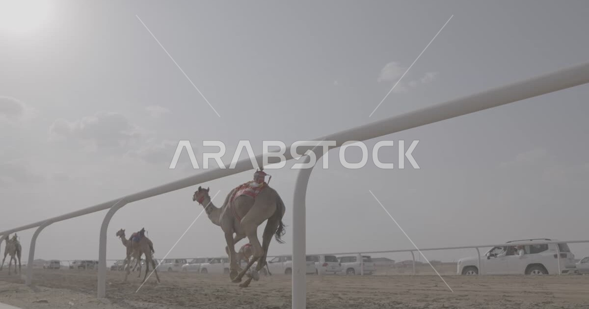 Developing and providing the appropriate environment for camel racing ...