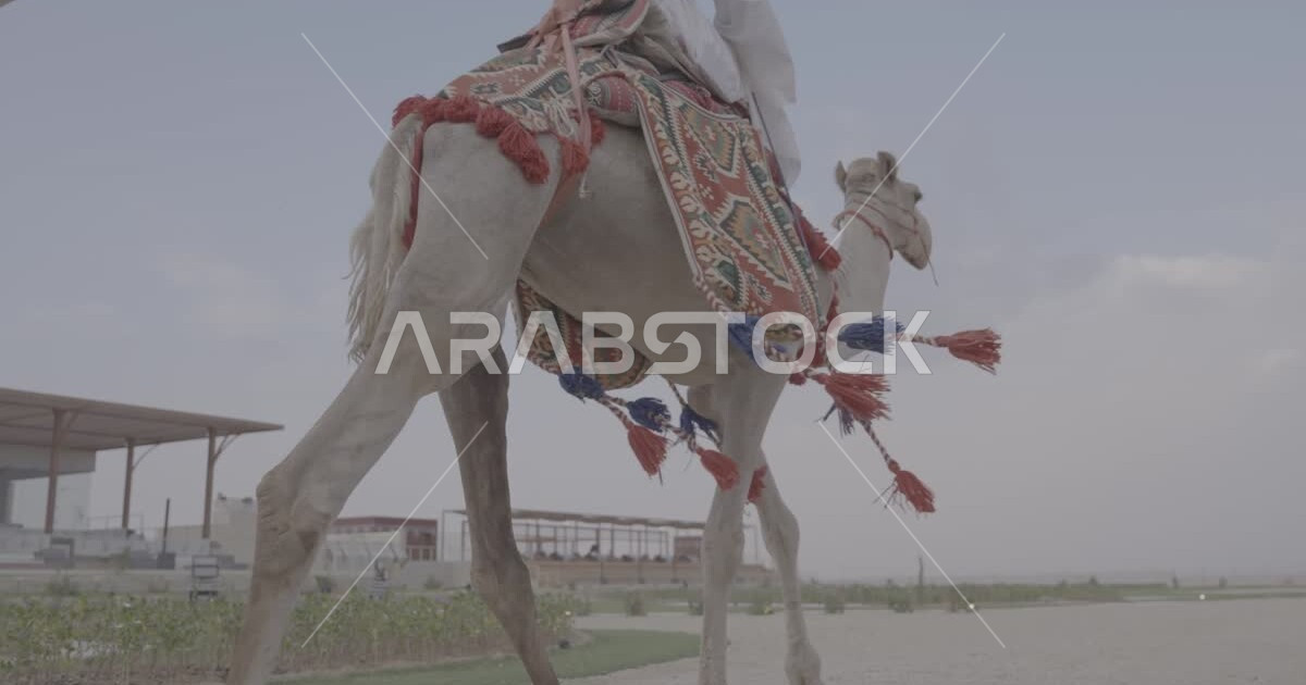 Preparing camels to compete and challenge in camel races, photographing ...