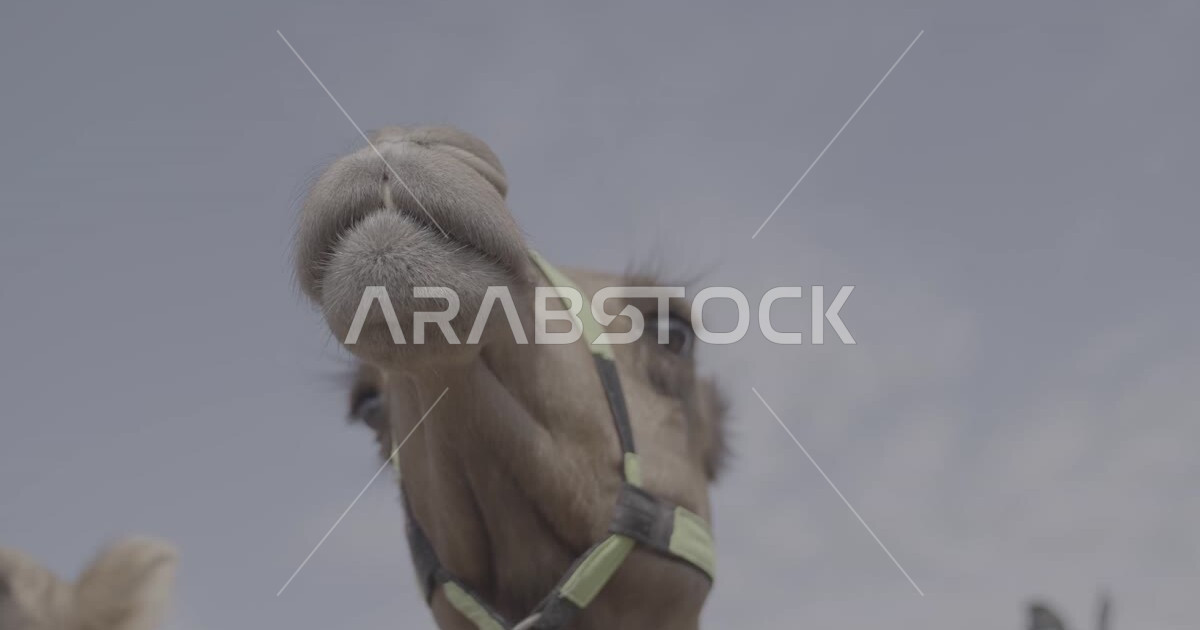 Raising and caring for camels in the wild areas of the Kingdom of Saudi ...