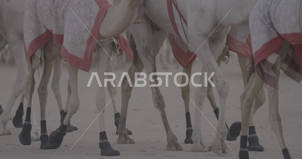 Generational transmission of ancestral heritage in the love and preservation of purebred Arabian ...