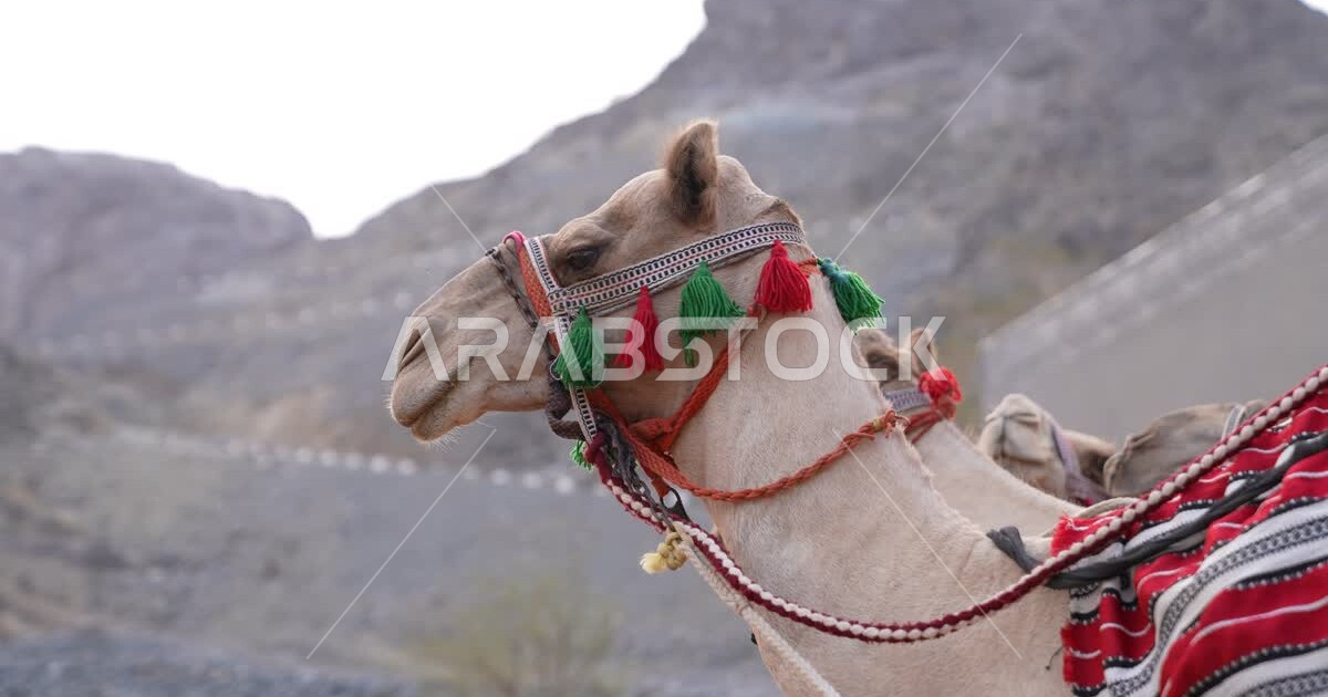 Breeding and caring for camels in natural reserves in the Kingdom of ...