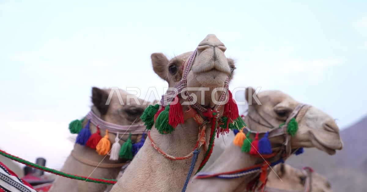 Breeding and caring for camels in natural reserves in the Kingdom of ...