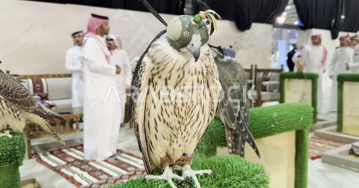 Organizing the Saudi Falconry and Shooting Exhibition, taming and ...