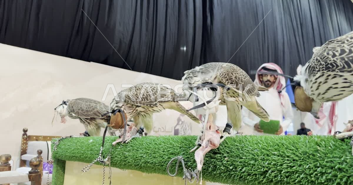 Pride in the ancient Saudi heritage, organizing the Saudi falconry and ...