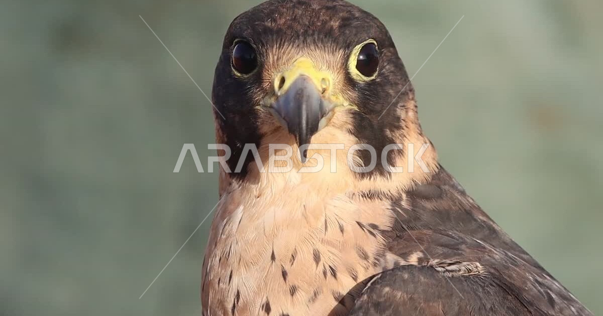 A close-up depiction of a falcon bird in one of the natural reserves ...