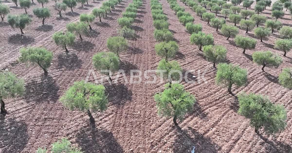 Fields and lands in the Kingdom of Arabia, planting and harvest season ...