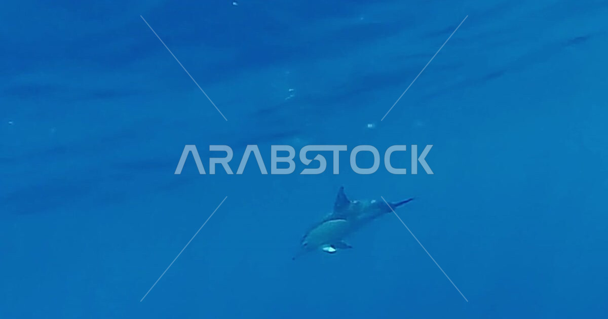 Pet marine animals, dolphins diving underwater in a marine reserve ...