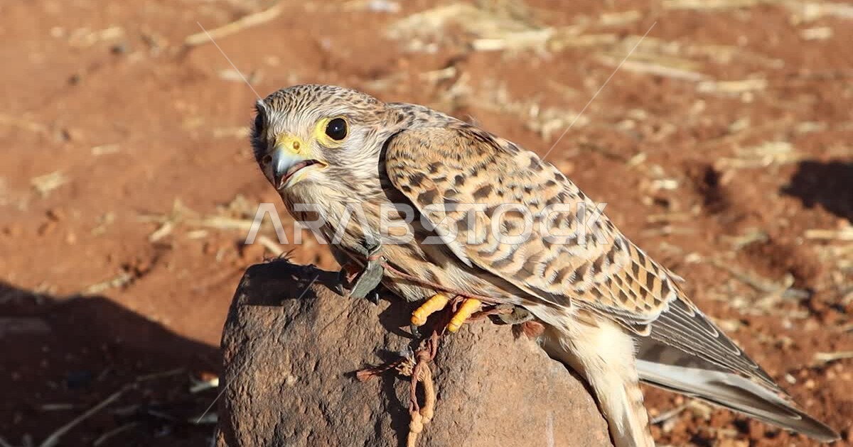 A symbol of strength and courage, training falcons in natural and wild ...