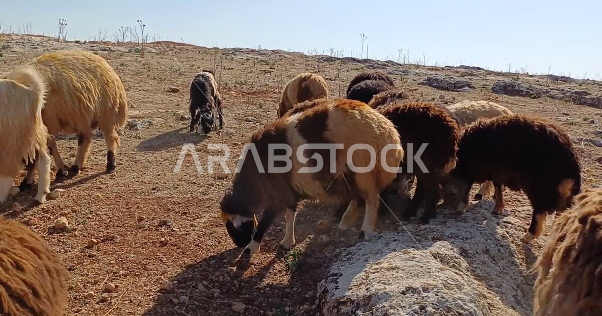 Markets for sacrificial sheep, caring for sheep and lambs in the desert ...