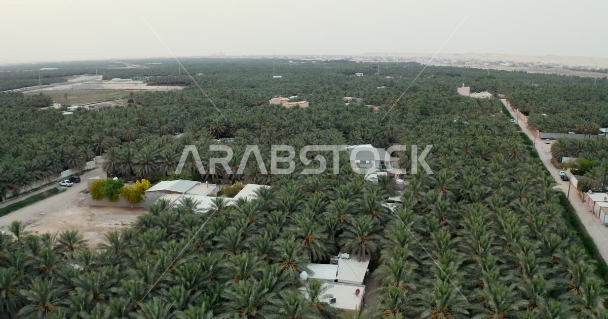 Large agricultural areas, palm farms in Al-Ahsa Governorate in the ...
