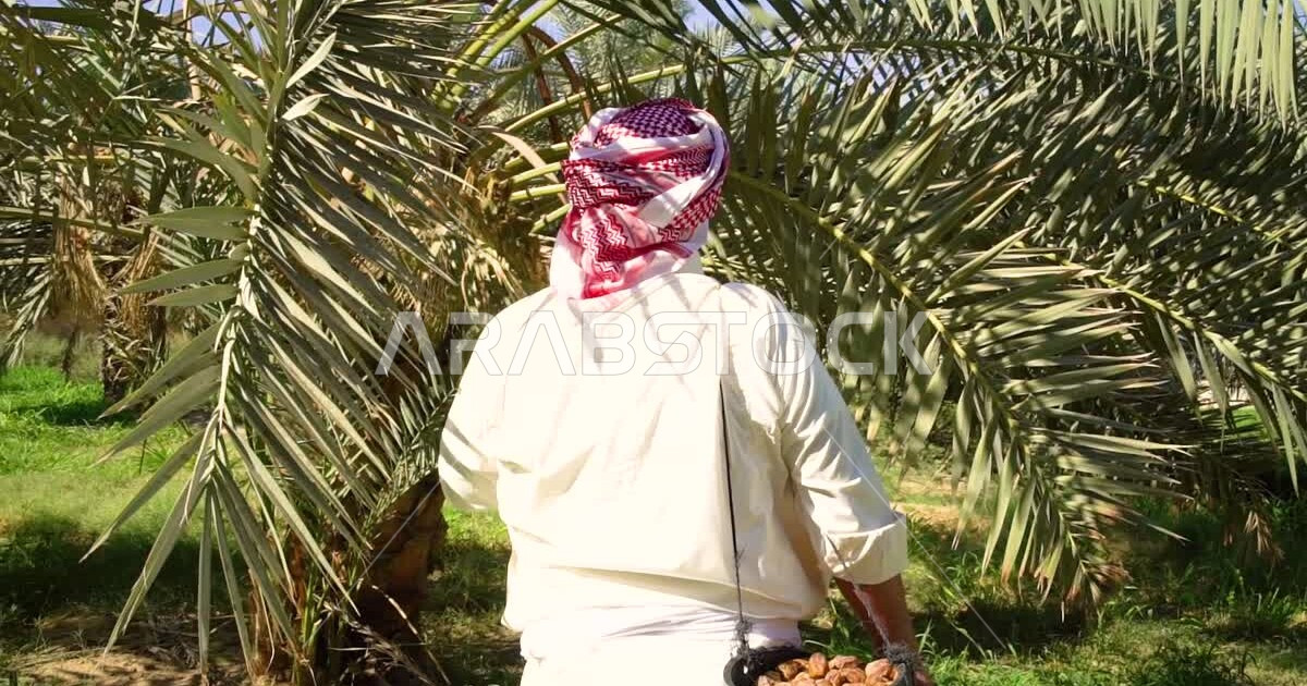A Saudi Gulf farmer takes care of palm trees and their products, the ...