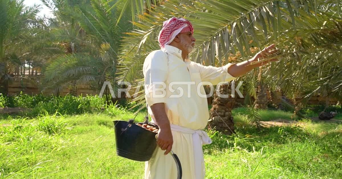 A Saudi Gulf farmer takes care of palm trees and their products, the ...