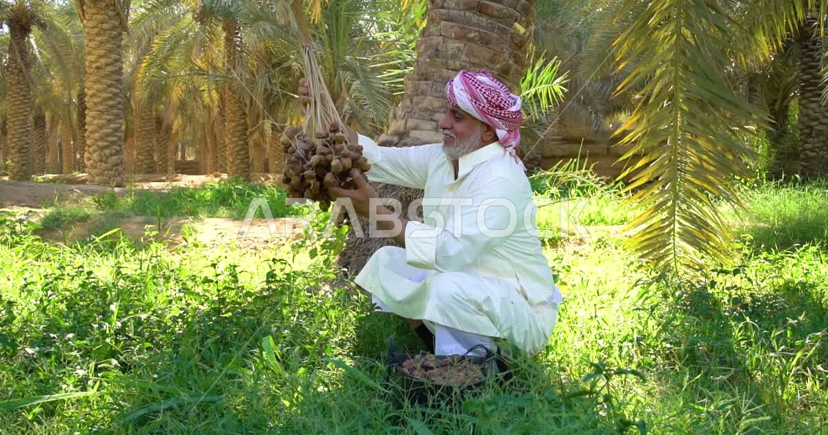 A Saudi Gulf farmer harvesting and picking dates, a traditional ...
