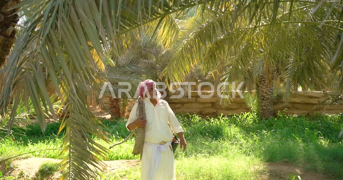 A Saudi Gulf farmer harvesting and picking dates, a traditional ...