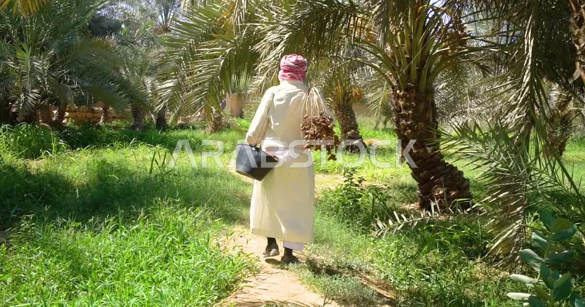 A Saudi Gulf farmer harvesting and picking dates, a traditional ...