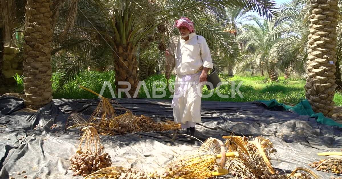 A Saudi Gulf farmer harvesting and picking dates, a traditional ...