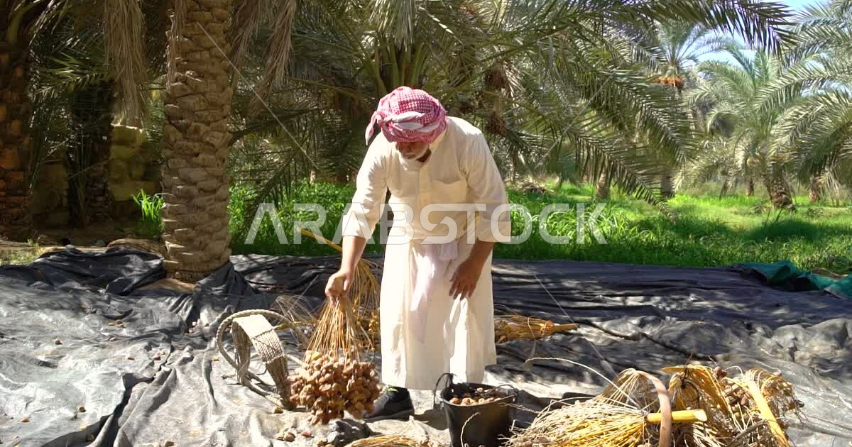A Saudi Gulf farmer harvesting and picking dates, a traditional ...