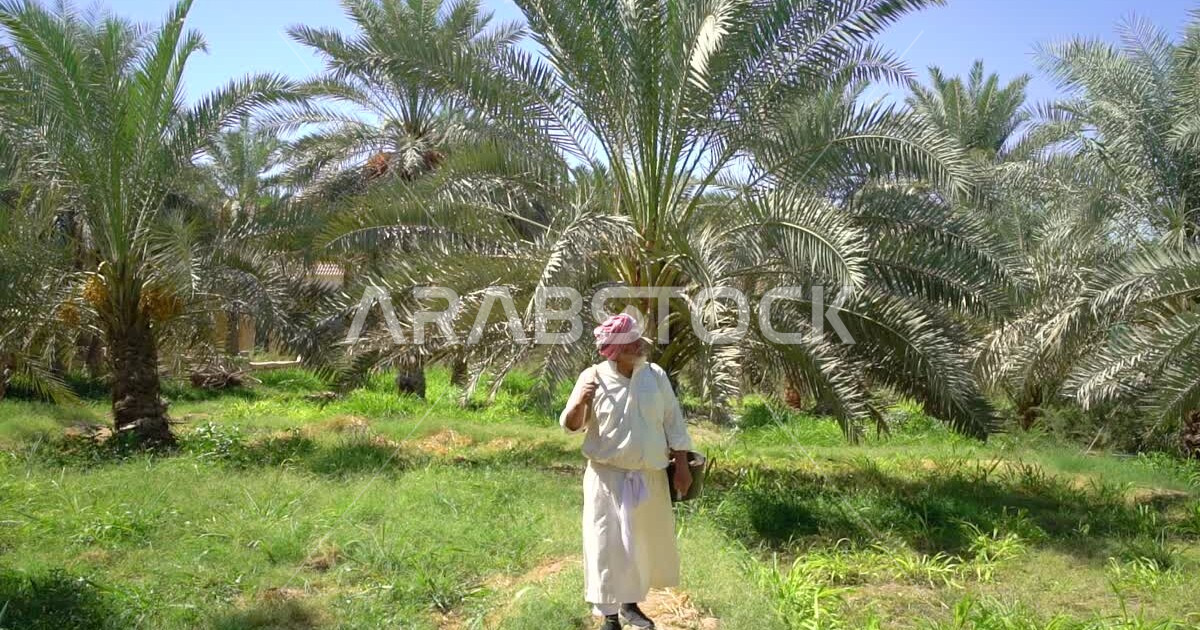 A Saudi Gulf farmer harvesting and picking dates, a traditional ...