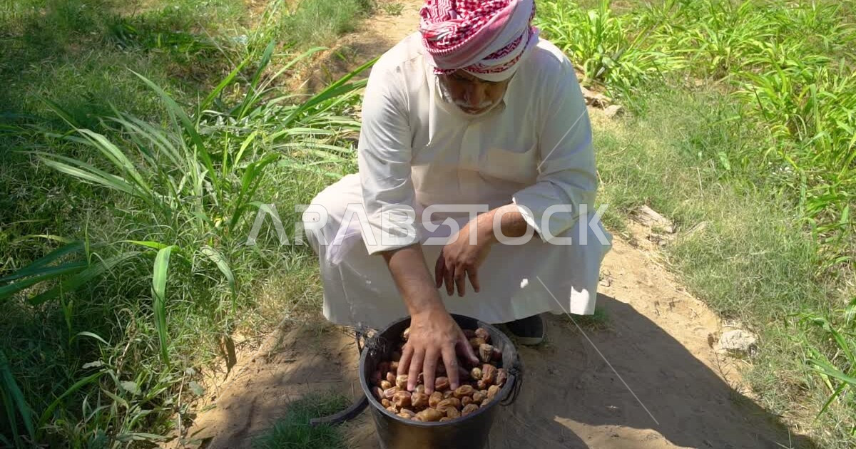 A Saudi Gulf farmer harvesting and picking dates, a traditional ...