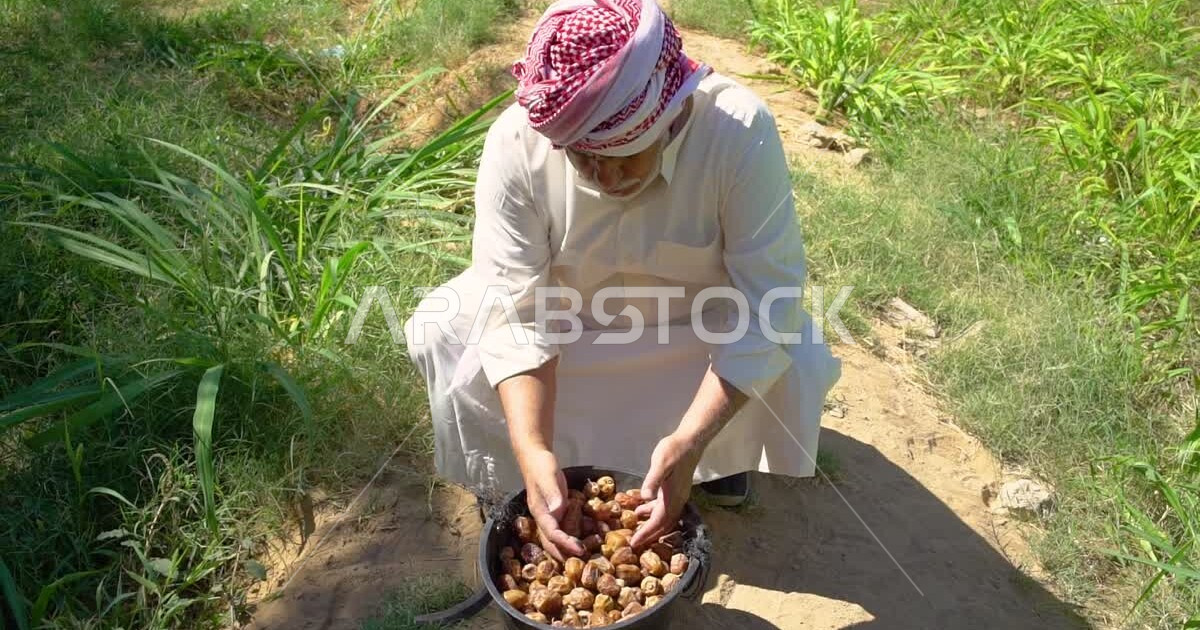 A Saudi Gulf farmer harvesting and picking dates, a traditional ...