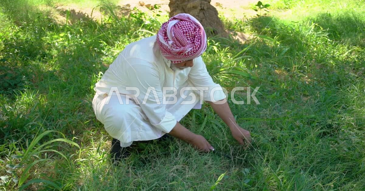 A Saudi Gulf farmer harvesting and picking dates, a traditional ...