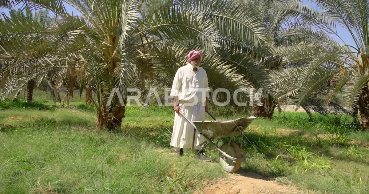 A Saudi Gulf farmer harvesting and picking dates, a traditional ...