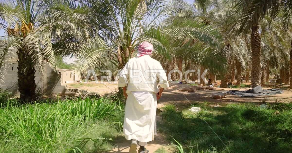 A Saudi Gulf farmer harvesting and picking dates, a traditional ...