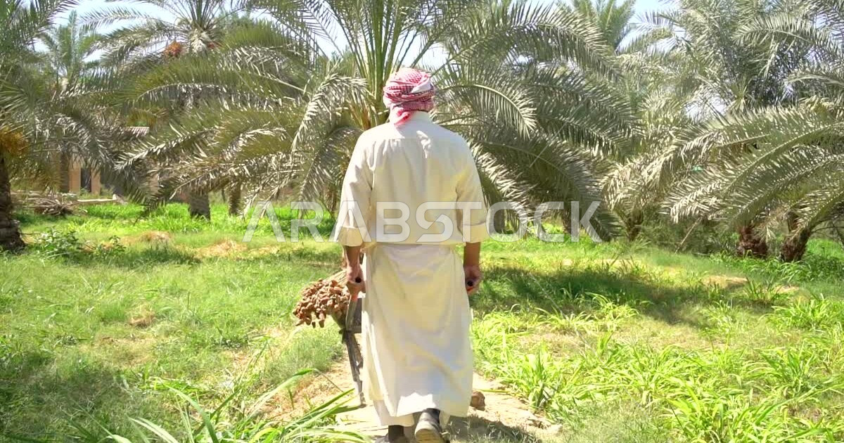 A Saudi Gulf farmer harvesting and picking dates, a traditional ...