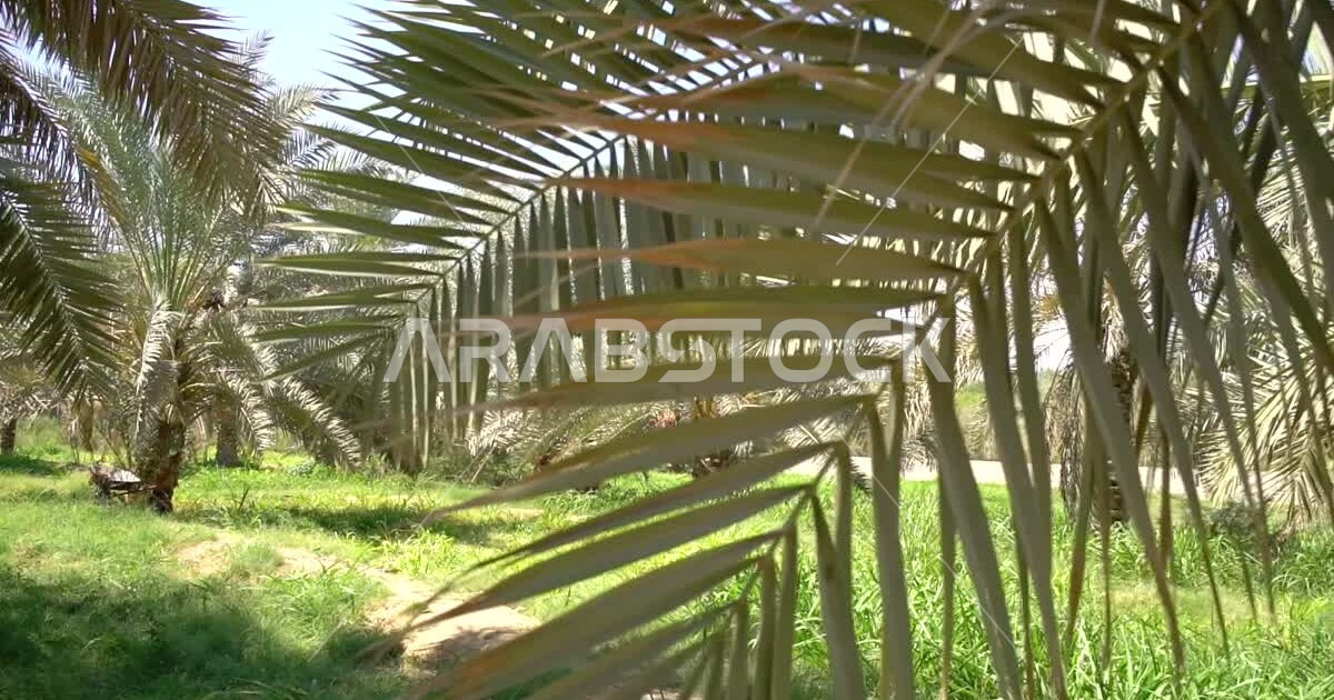 Fruitful palm farms in the Kingdom of Saudi Arabia, farms for the ...